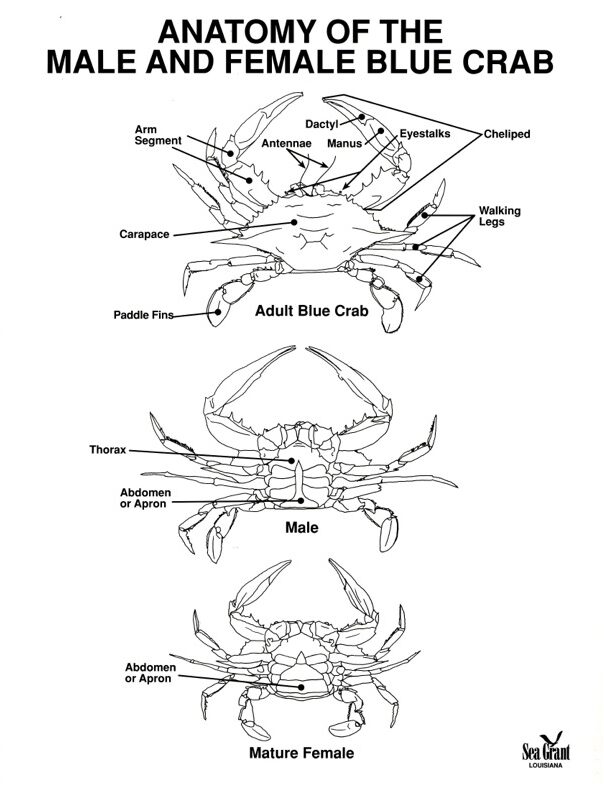 Anatomy of a Blue Crab - Louisiana Sea GrantLouisiana Sea Grant